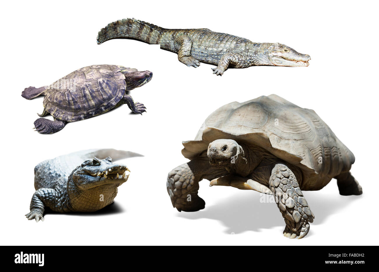 set of several reptiles. Isolated on white background Stock Photo - Alamy