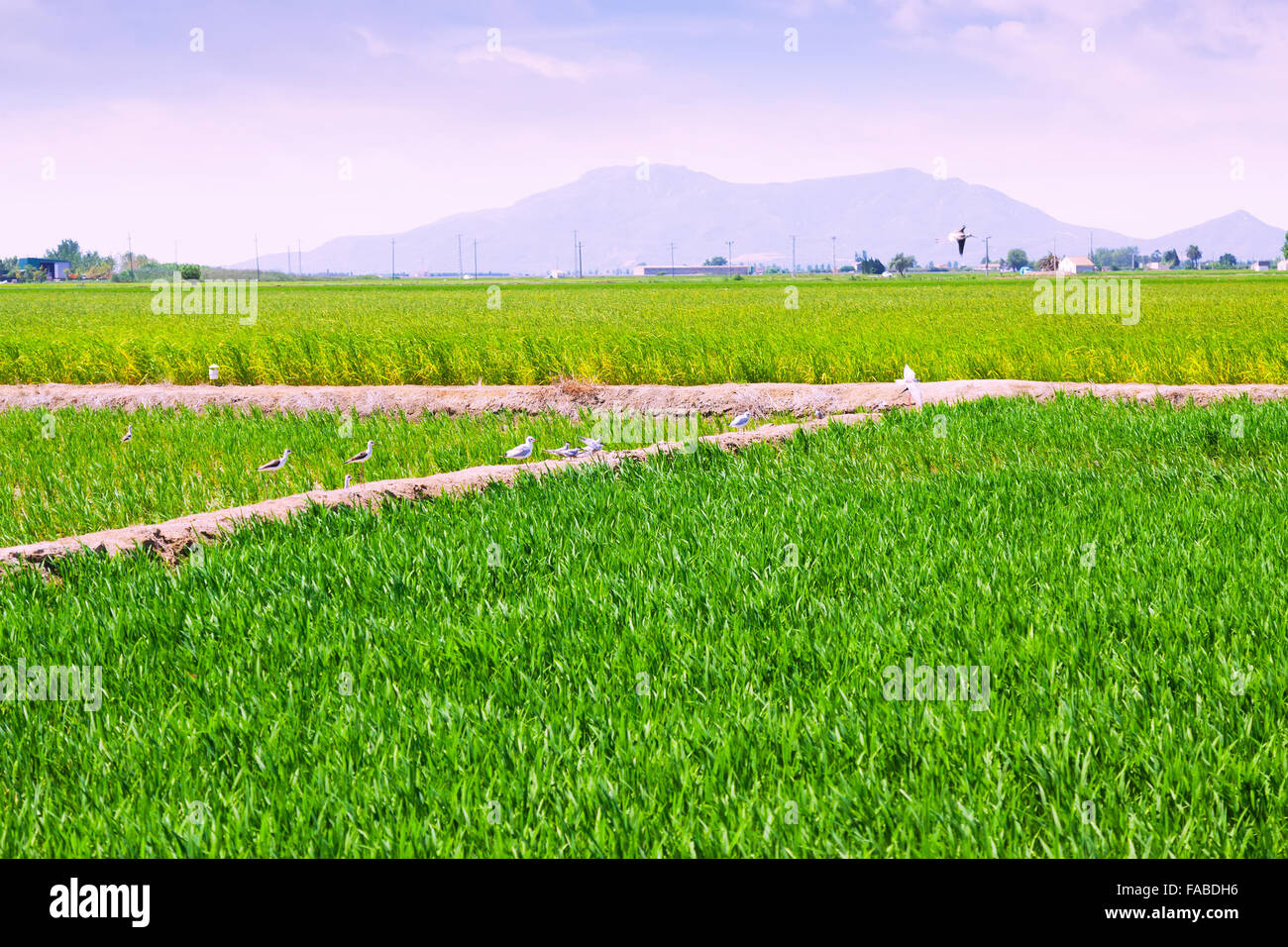 Rice fields in the Ebro Delta Stock Photo - Alamy