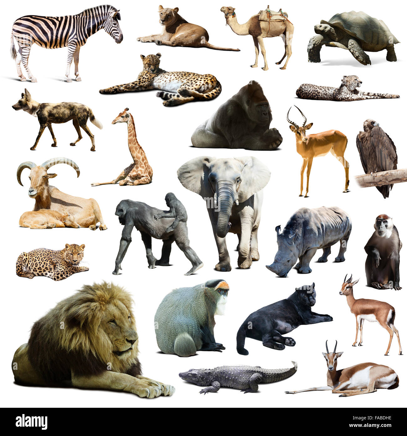 Shade of elephant Cut Out Stock Images & Pictures - Alamy