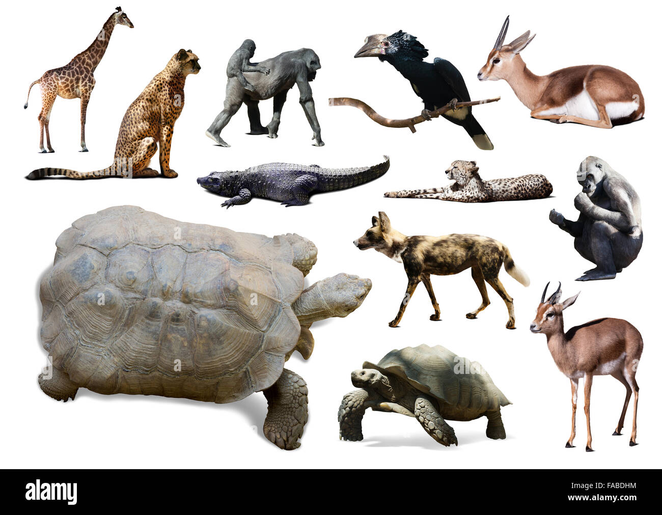 tortoise and other African animals. Isolated over white background with ...