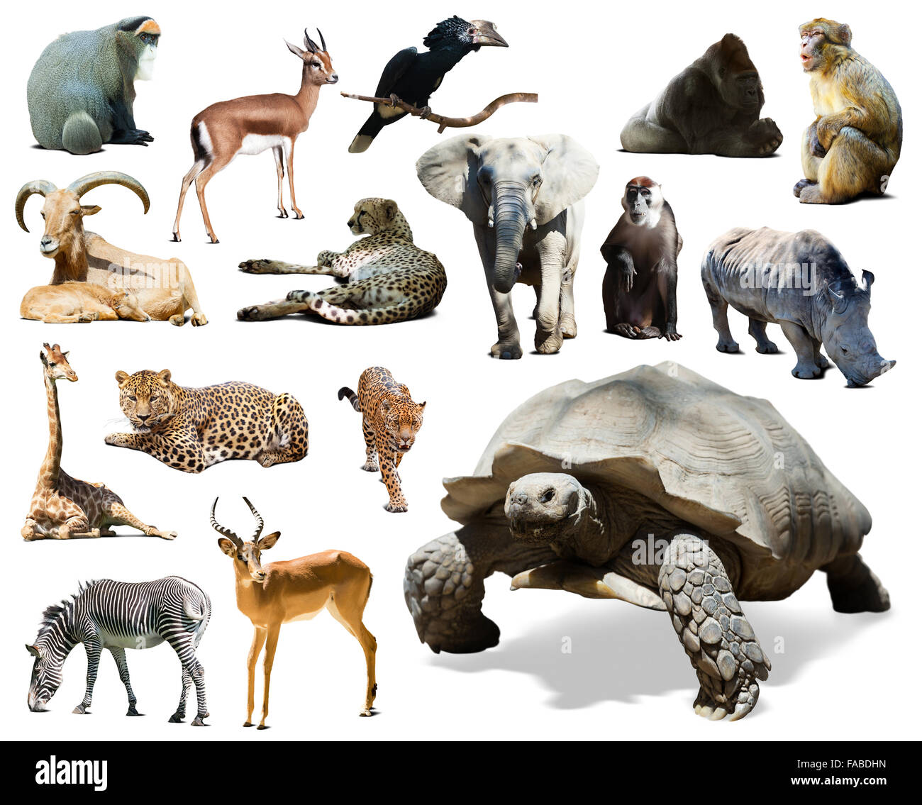 African tortoise and other African animals. Isolated over white ...