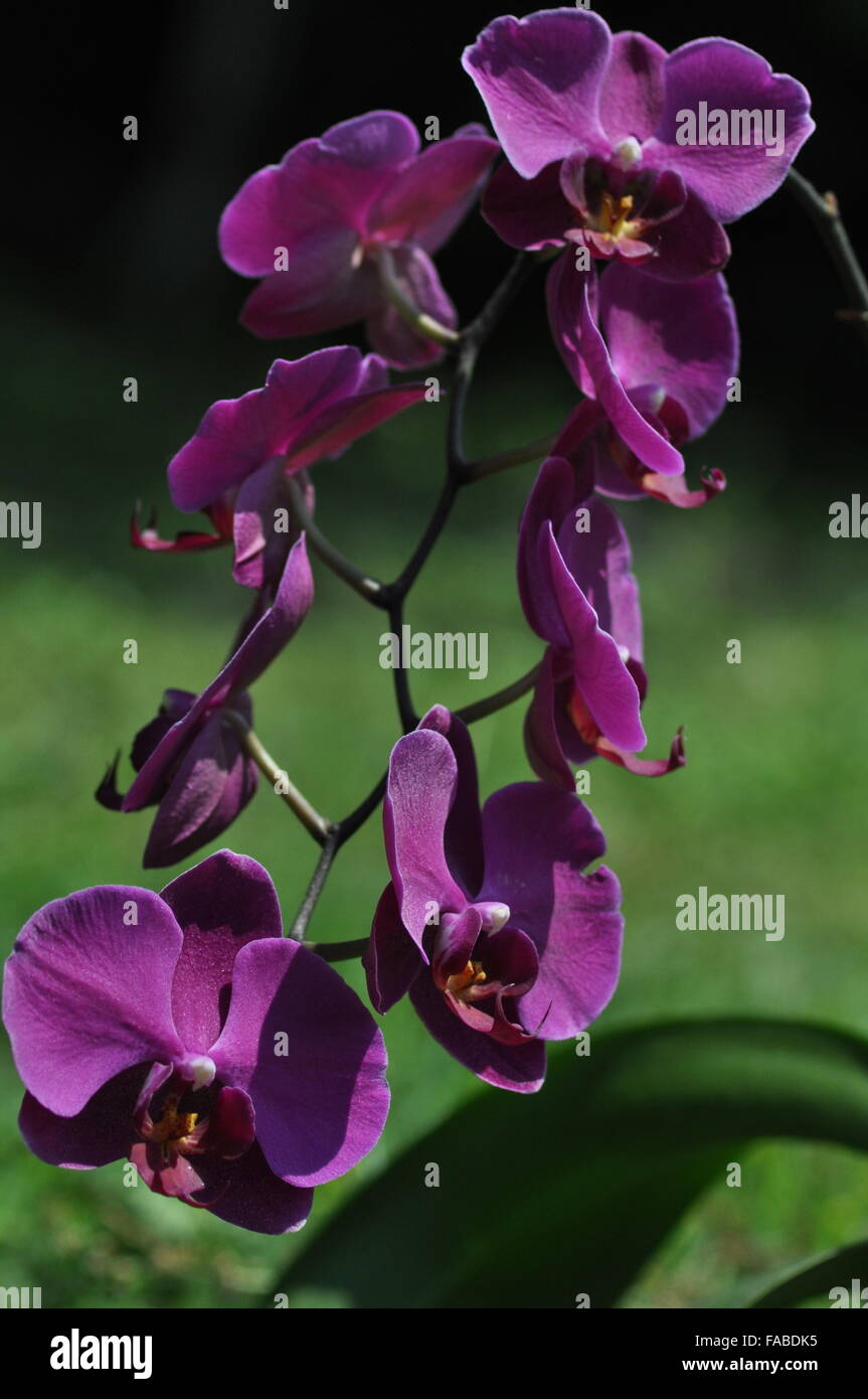 Purple Phalaenopsis Orchid flowers Stock Photo - Alamy