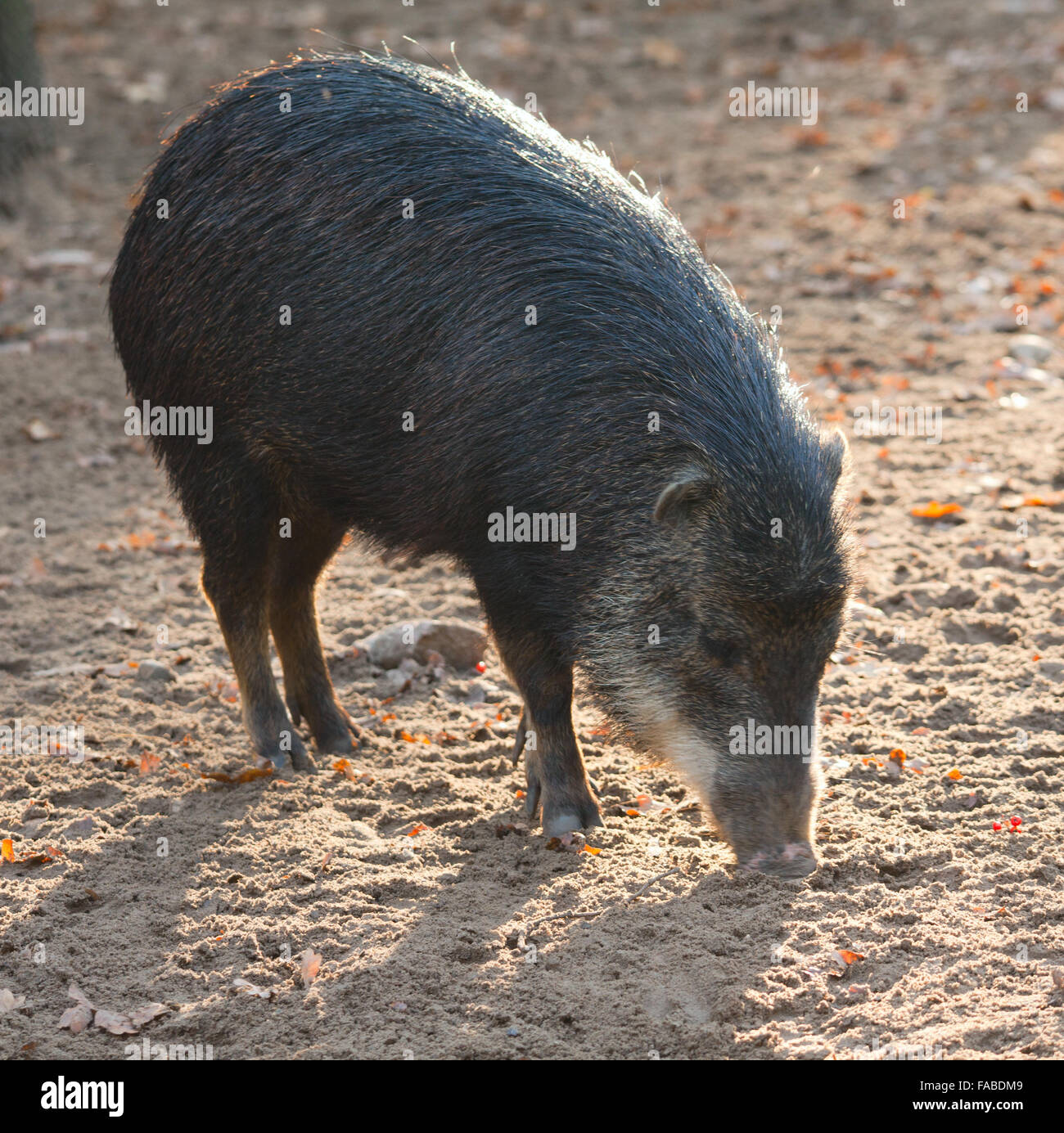 Wild boar field animals in wild hi-res stock photography and images - Alamy