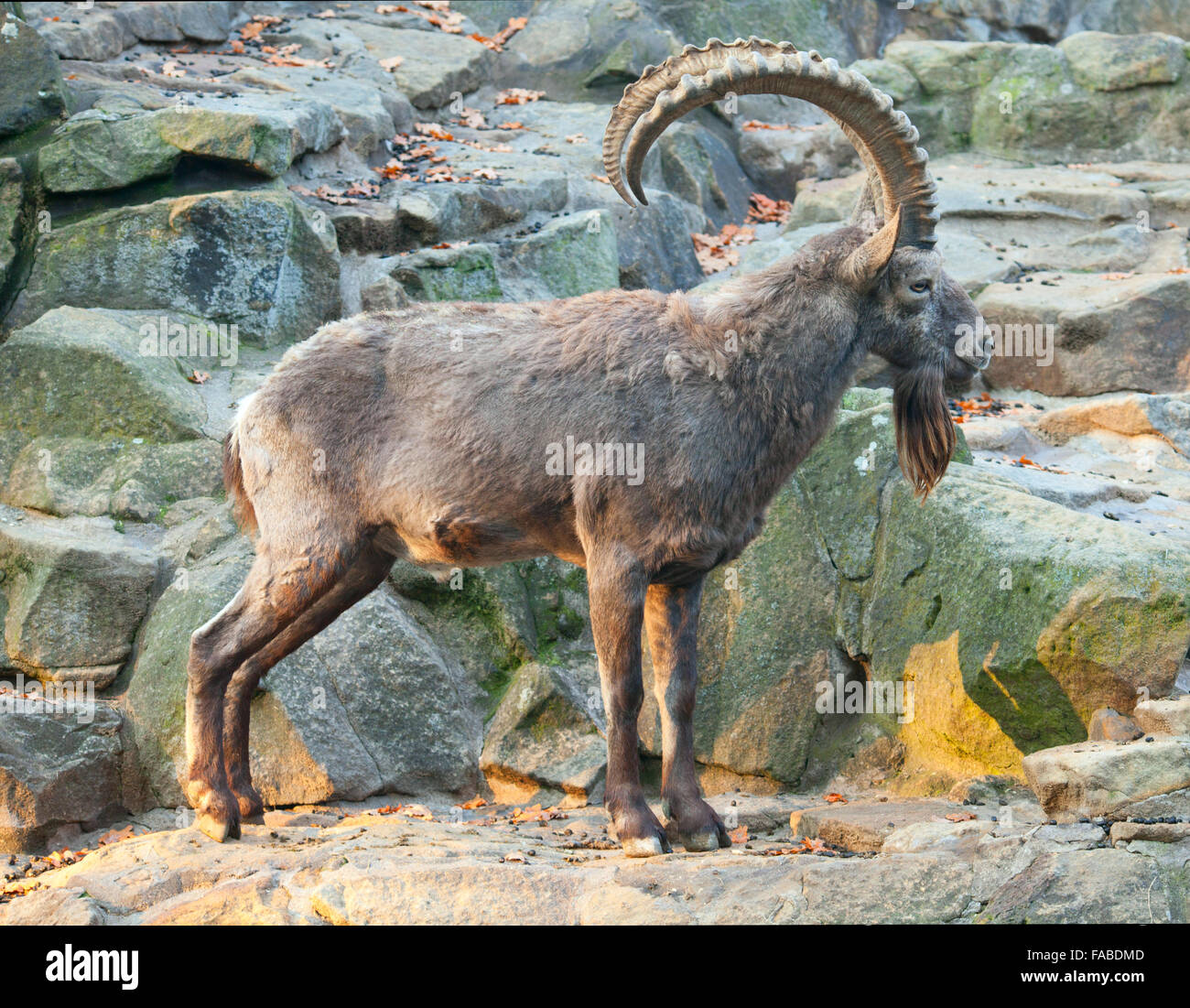 A wild goat on the rocks. Alpha male of his herd Stock Photo - Alamy