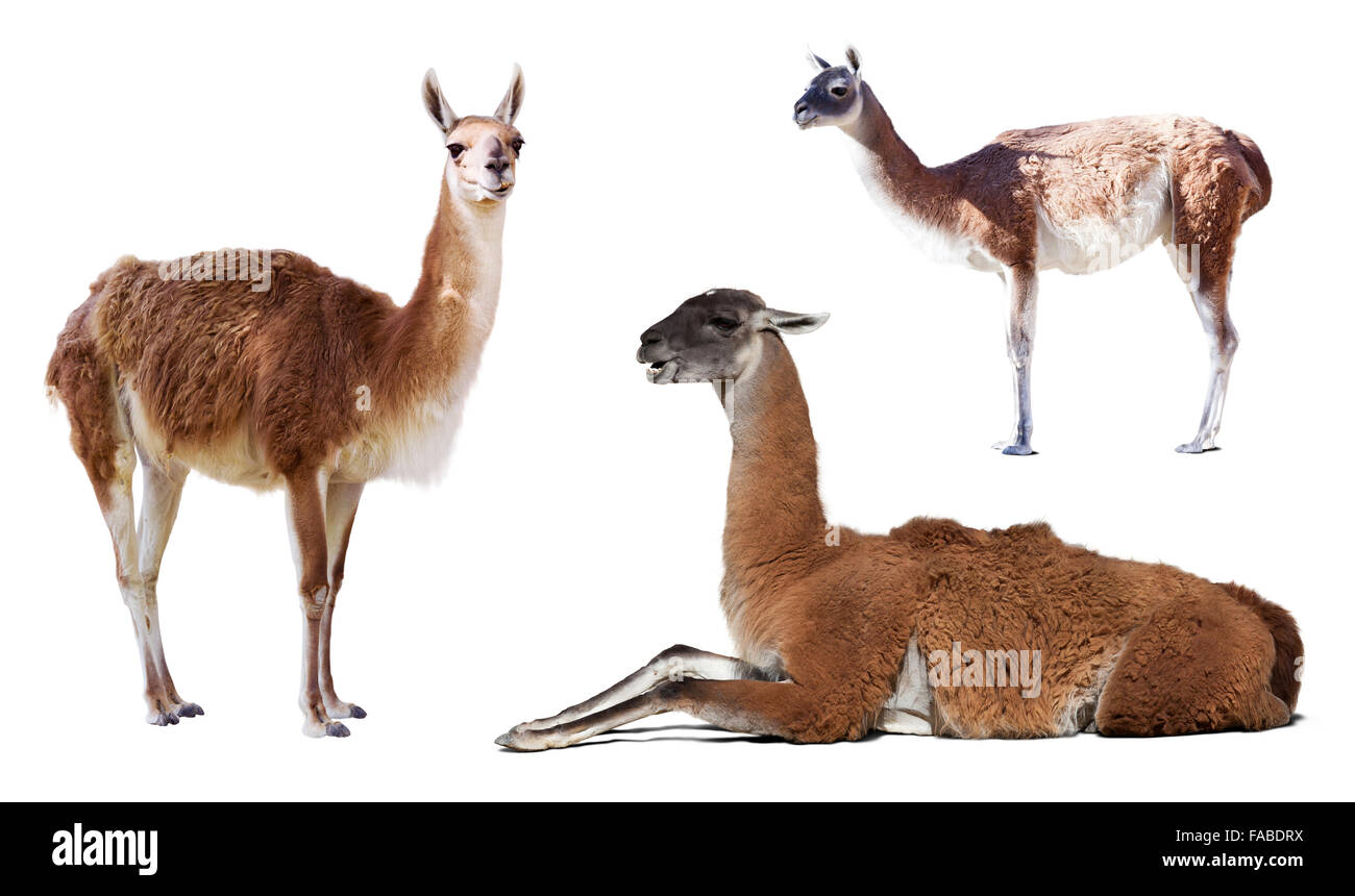 Guanac High Resolution Stock Photography and Images - Alamy