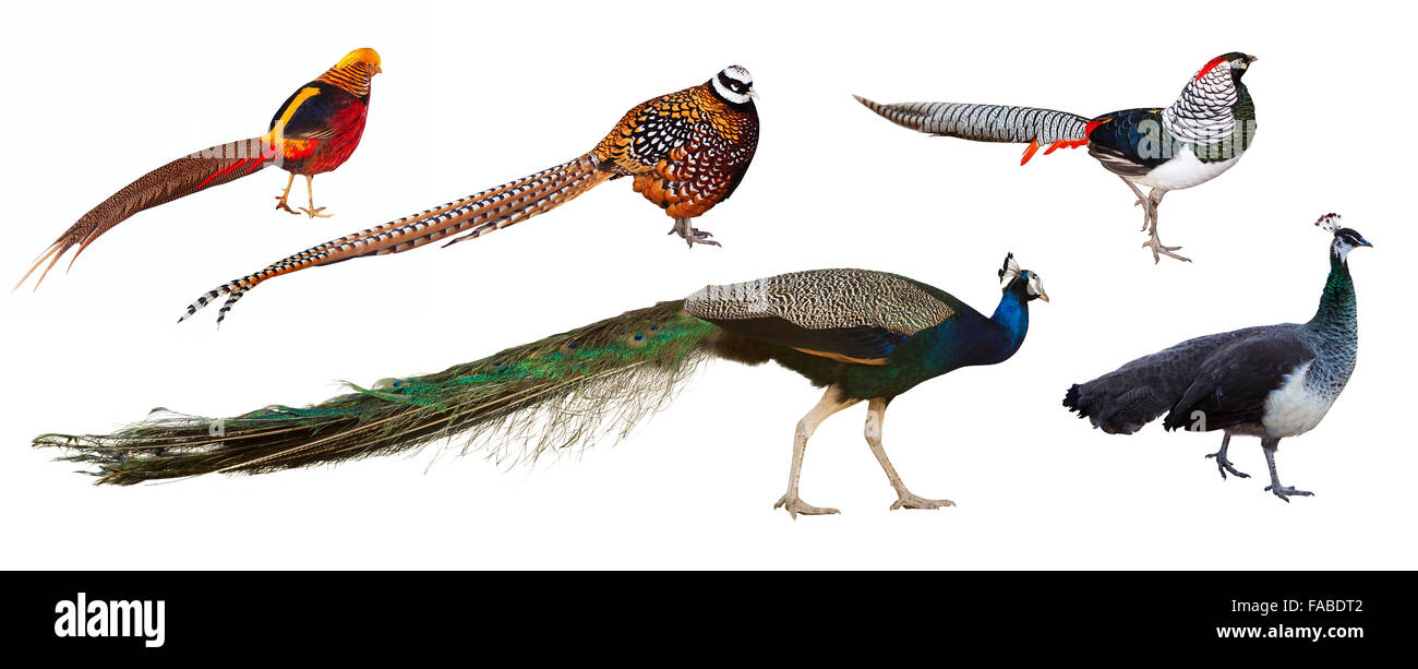Indian Peafowl and pheasant family birds. Isolated over white ...