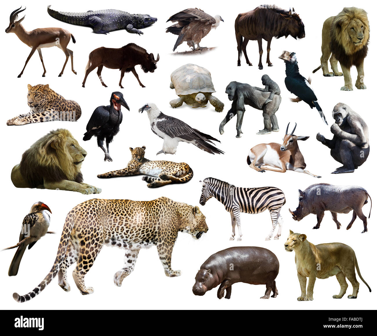Set of leopard and other African animals. Isolated over white ...