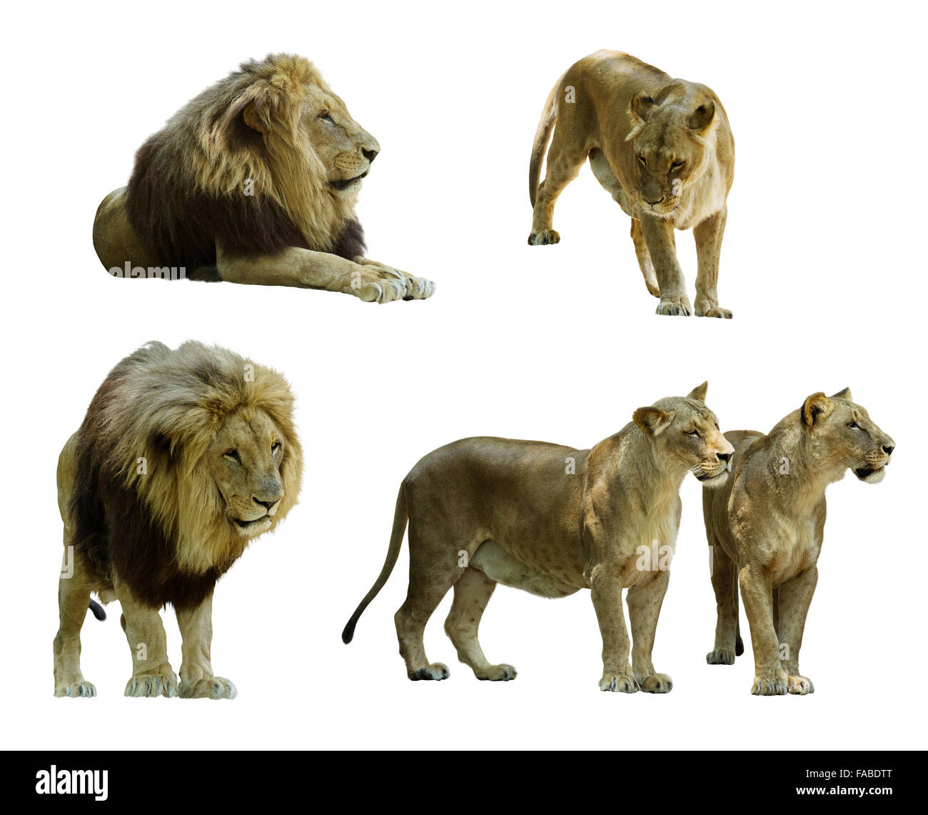 Set of lions. Isolated on white background Stock Photo - Alamy