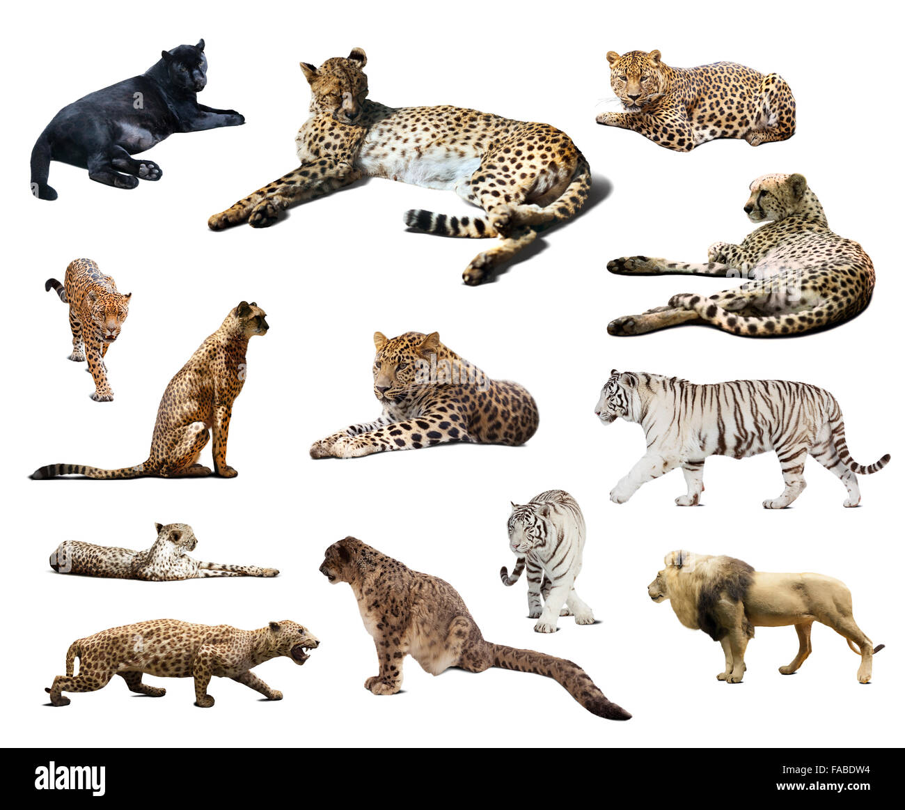 Types Of Leopards