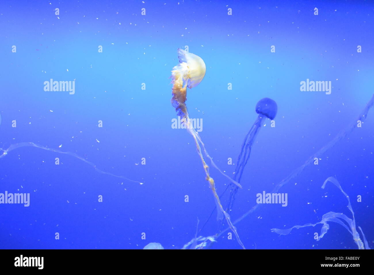 Jellyfish with tendrils swimming on blue background in aquarium tank ...