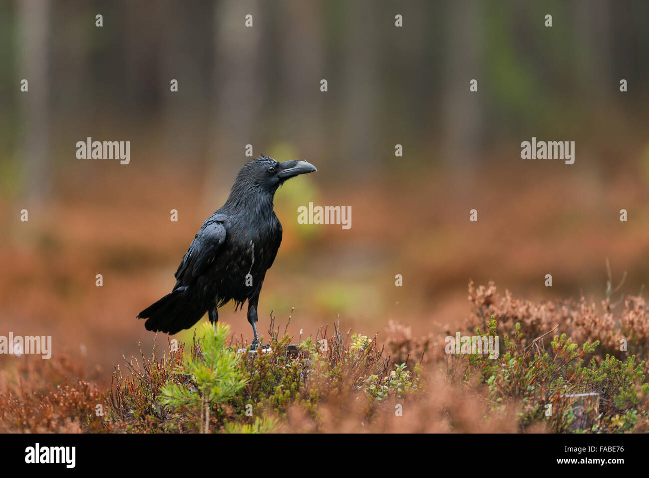 The common raven (Corvus corax) in the forest environment Stock Photo ...