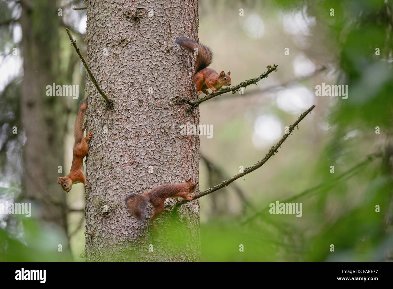 Three red squirrels playing on the tree trunk Stock Photo - Alamy