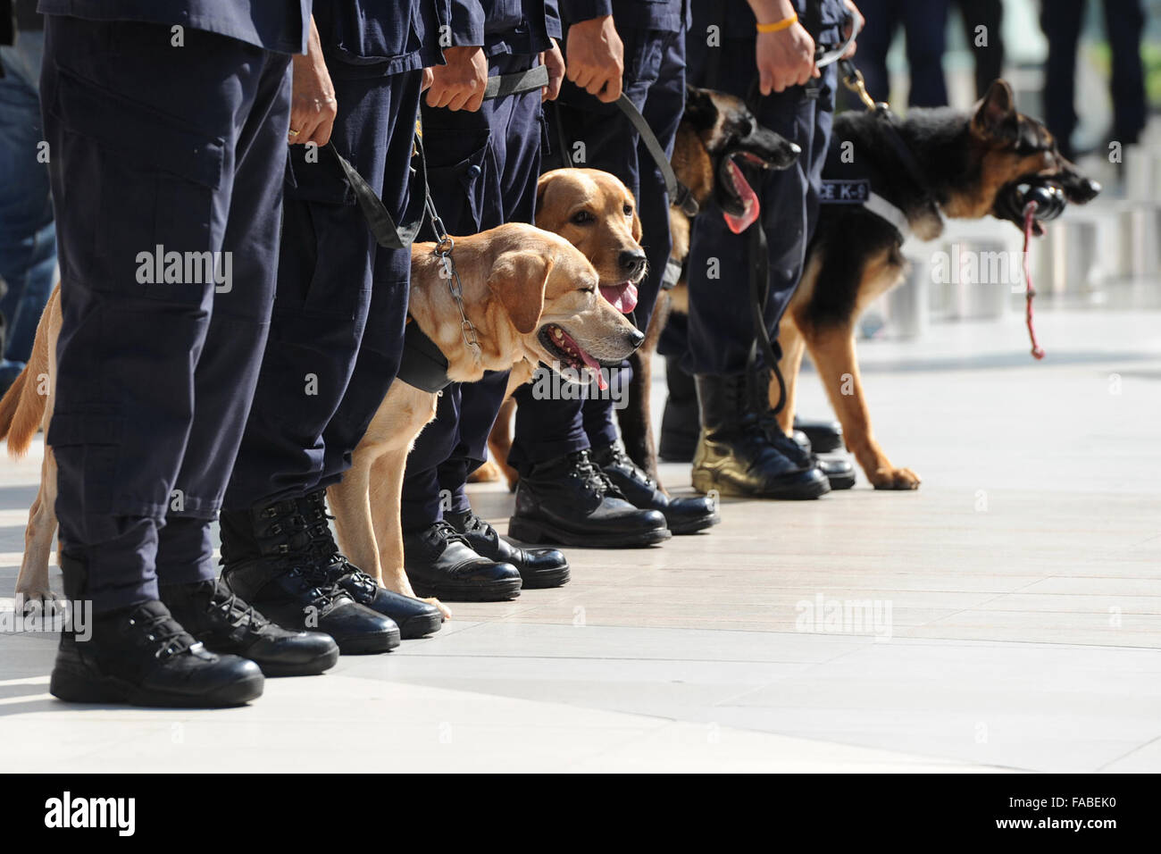 Bomb sniffing dogs hi-res stock photography and images - Alamy
