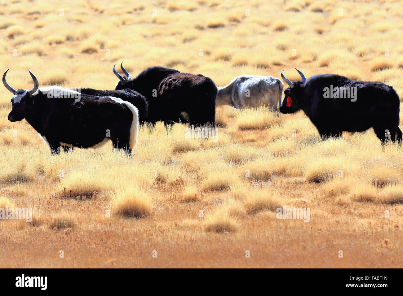 Dzomos hi-res stock photography and images - Alamy