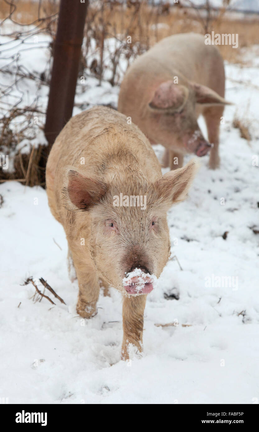 Snow pig hi-res stock photography and images - Alamy