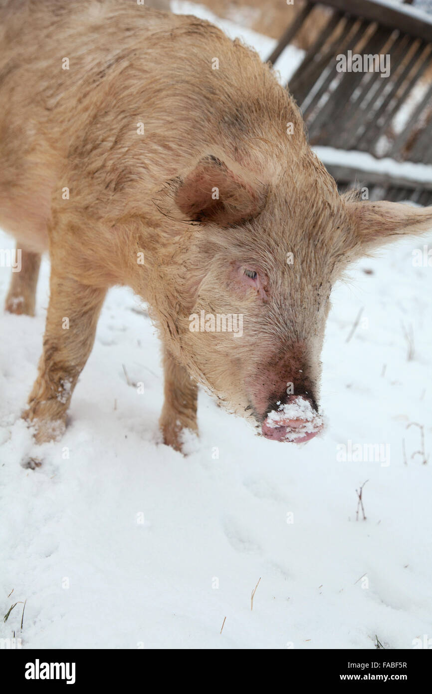 Piglet snow hi-res stock photography and images - Alamy
