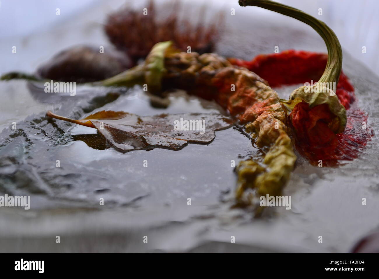 Frozen peppers chestnut leaf in melting ice Stock Photo - Alamy