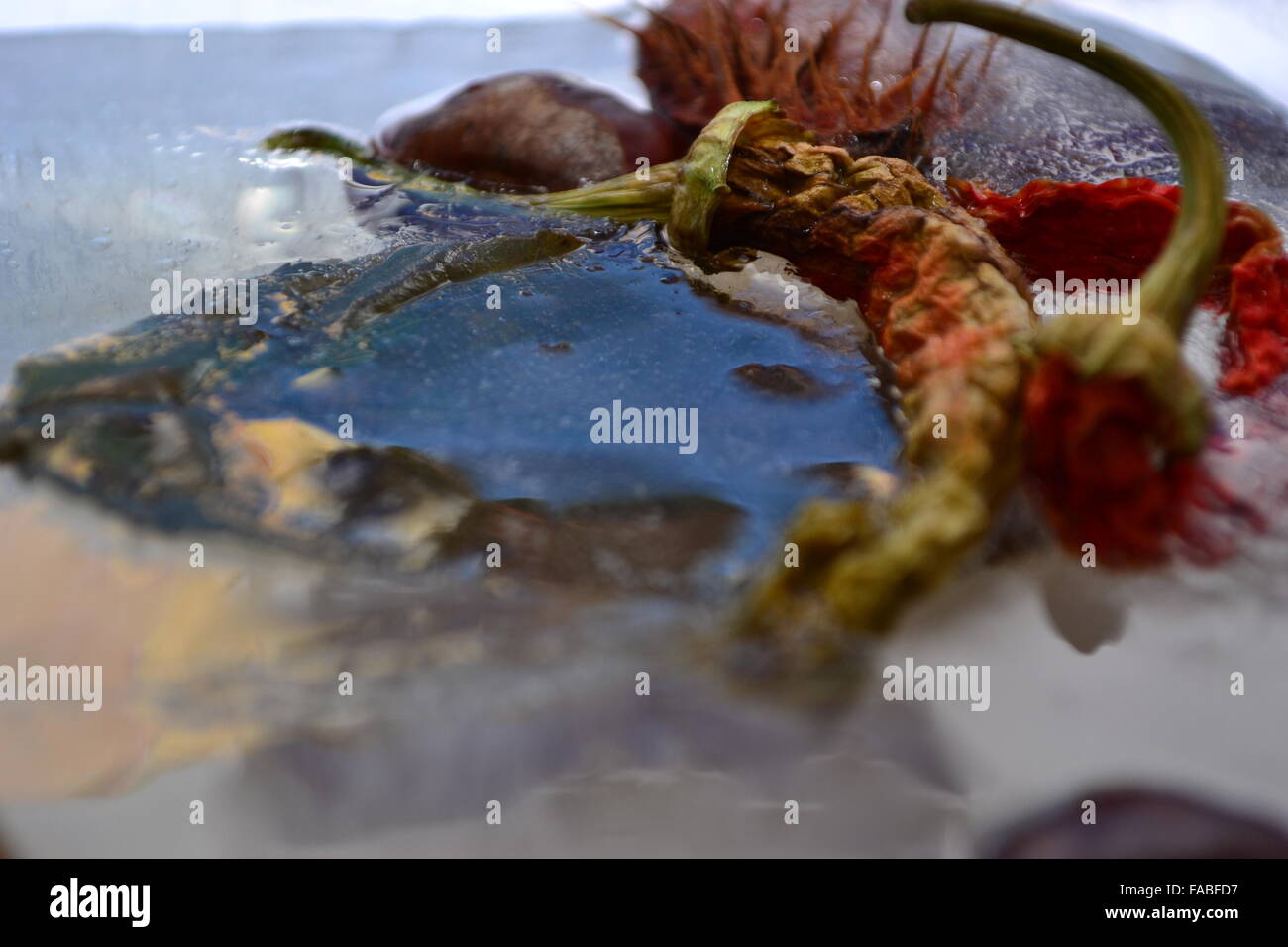 Frozen peppers leaf chestnut peel in melting ice Stock Photo - Alamy