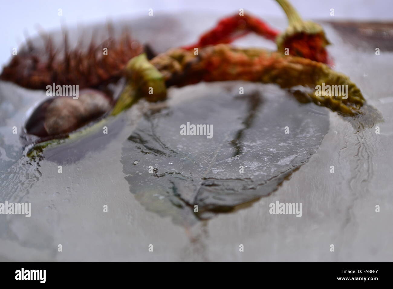 Frozen peppers chestnut leaf in ice Stock Photo - Alamy