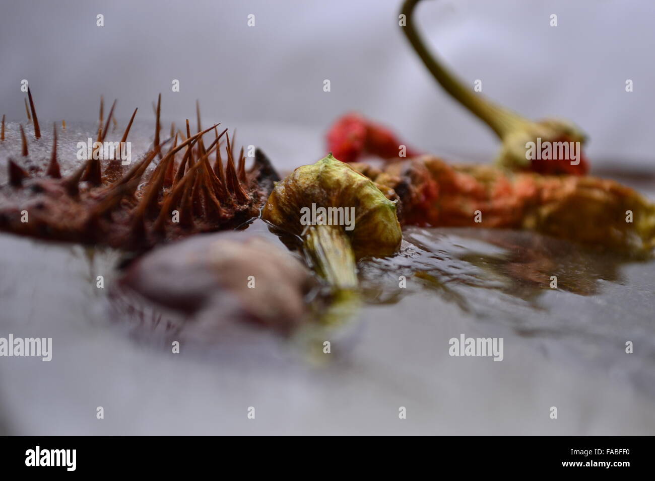Peppers chestnut frozen in ice Stock Photo - Alamy