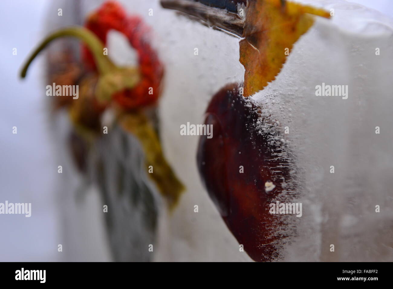 Frozen peppers chestnut leaf in ice Stock Photo - Alamy