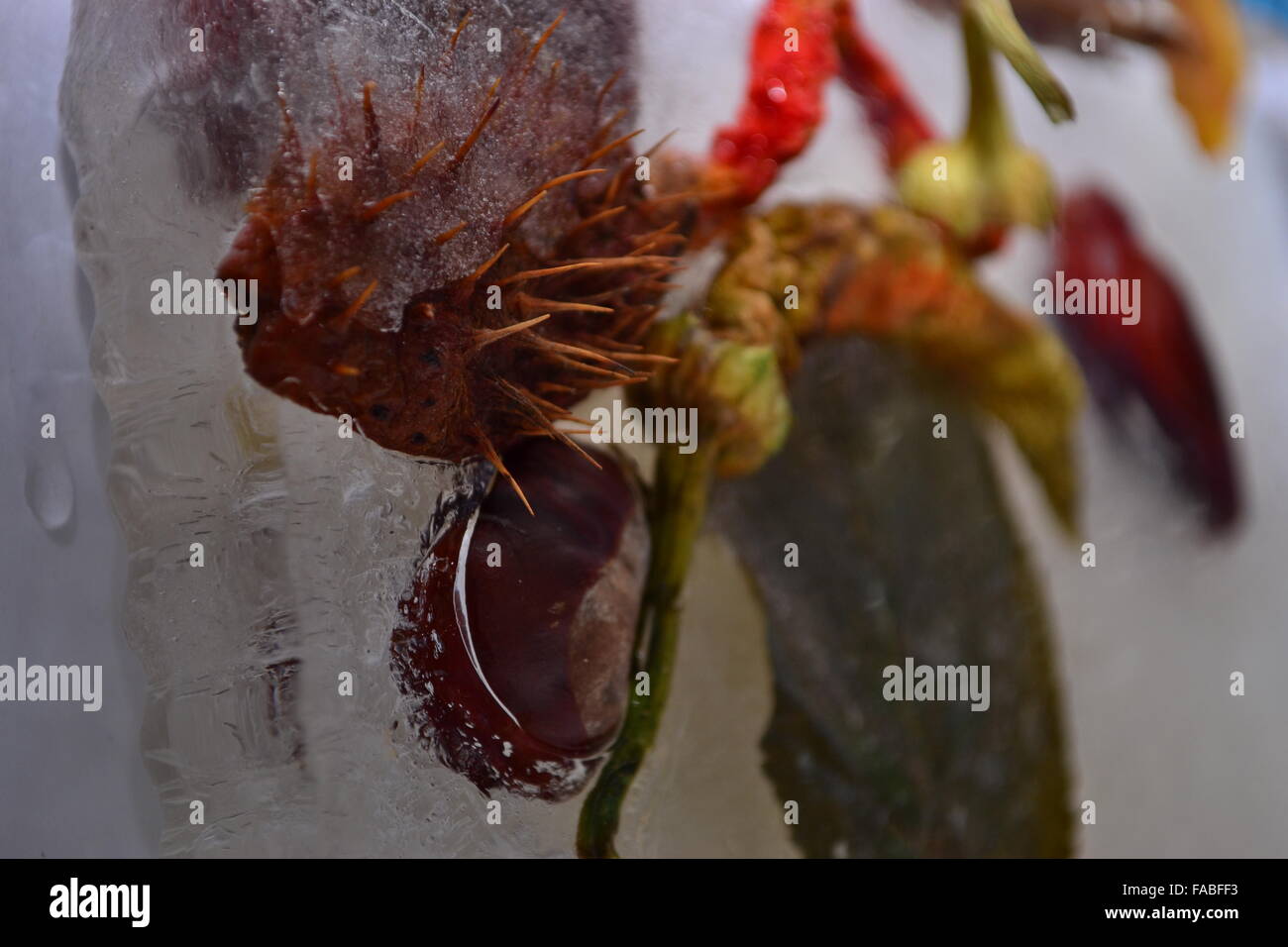 Frozen peppers chestnut leaf in ice Stock Photo - Alamy