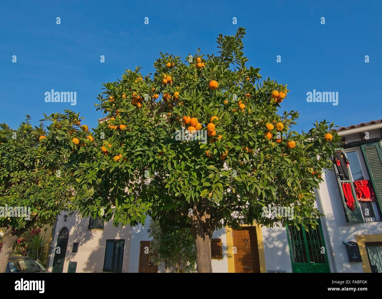 Orange tree with ripe fruit outside two story buildings on a sunny ...
