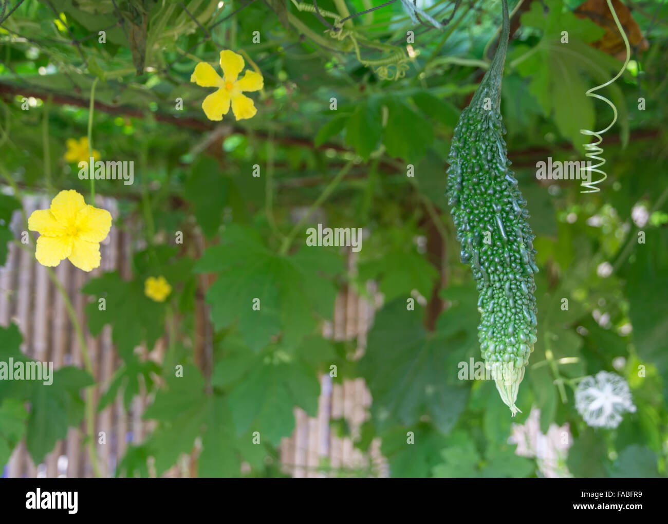Japanese gourd grown in the garden Stock Photo - Alamy