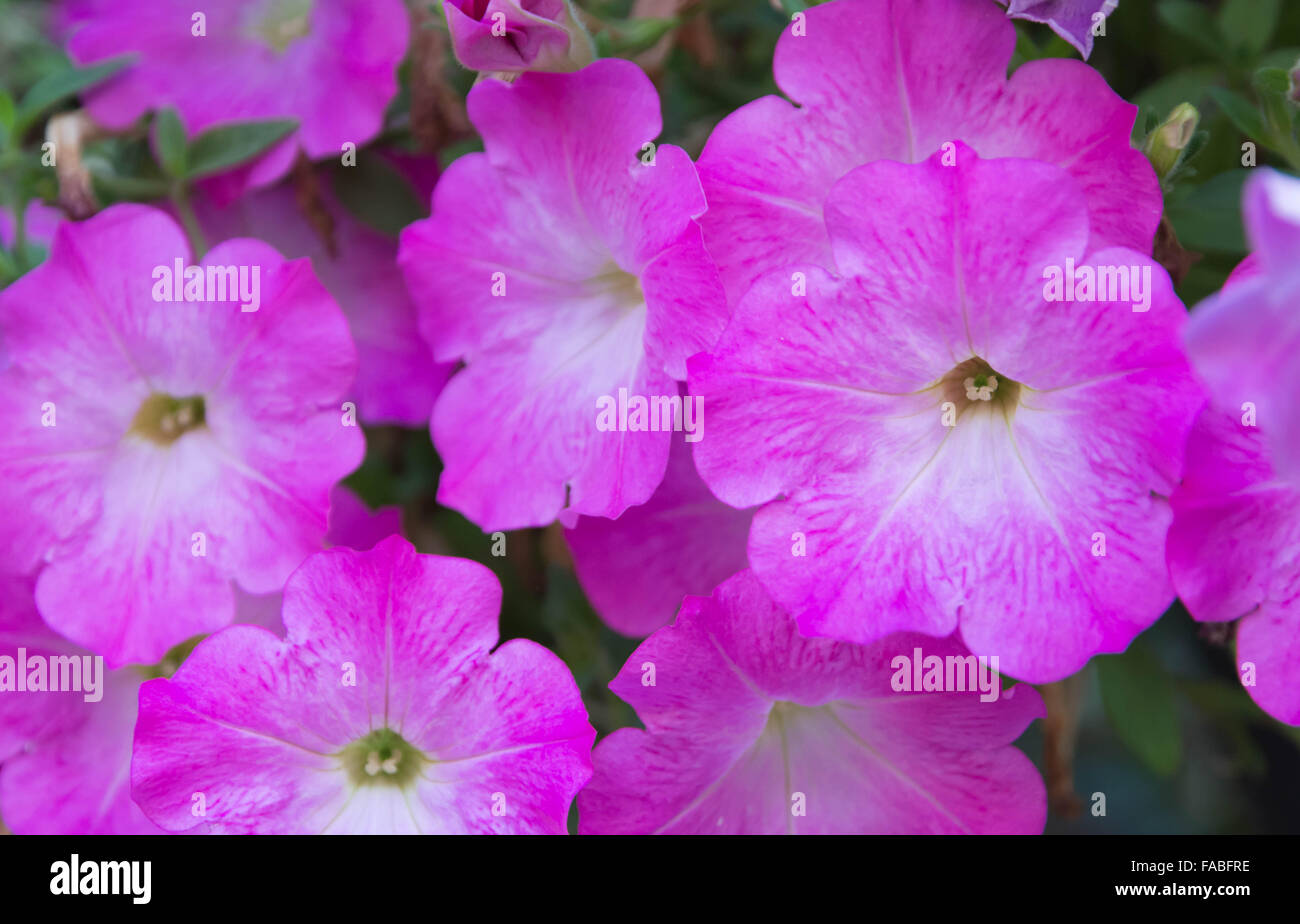 Flower beautiful natural surroundings Stock Photo - Alamy