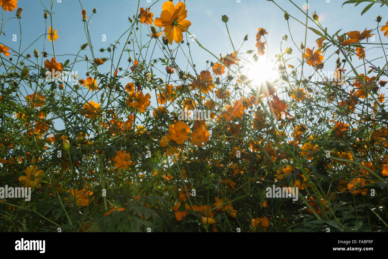 Flower beautiful natural surroundings Stock Photo - Alamy