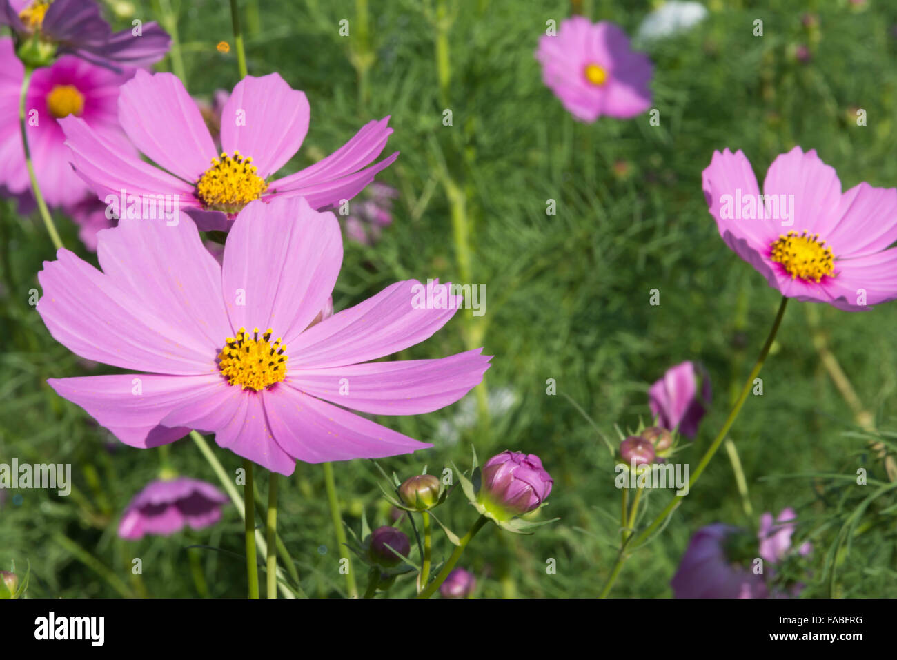 Flower beautiful natural surroundings Stock Photo - Alamy
