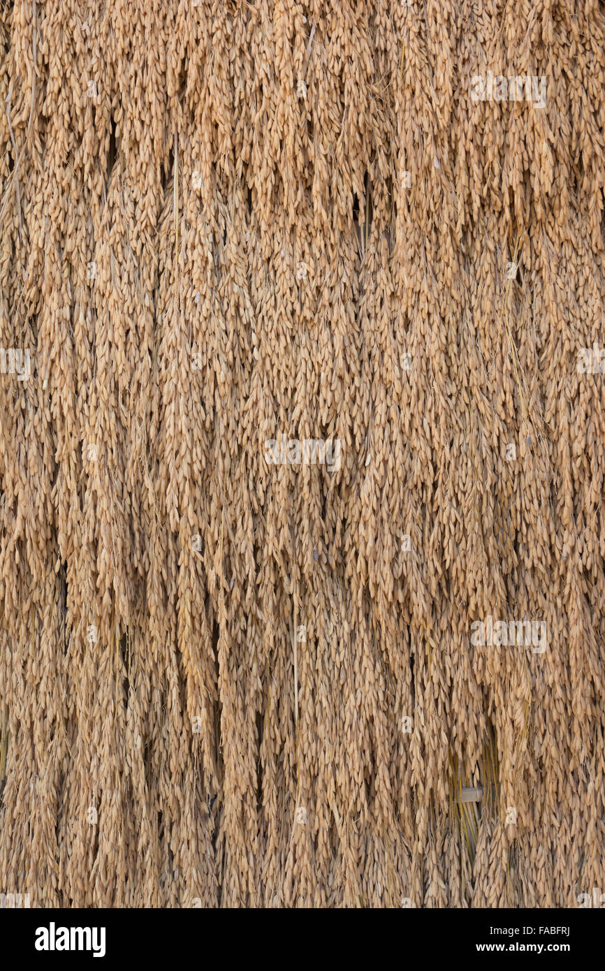 Dried cooked rice grains dried background Stock Photo - Alamy