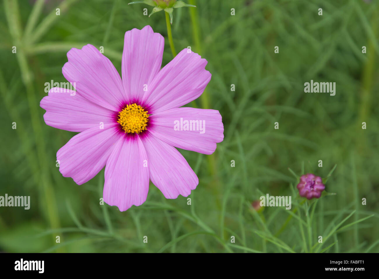 Flower beautiful natural surroundings Stock Photo - Alamy