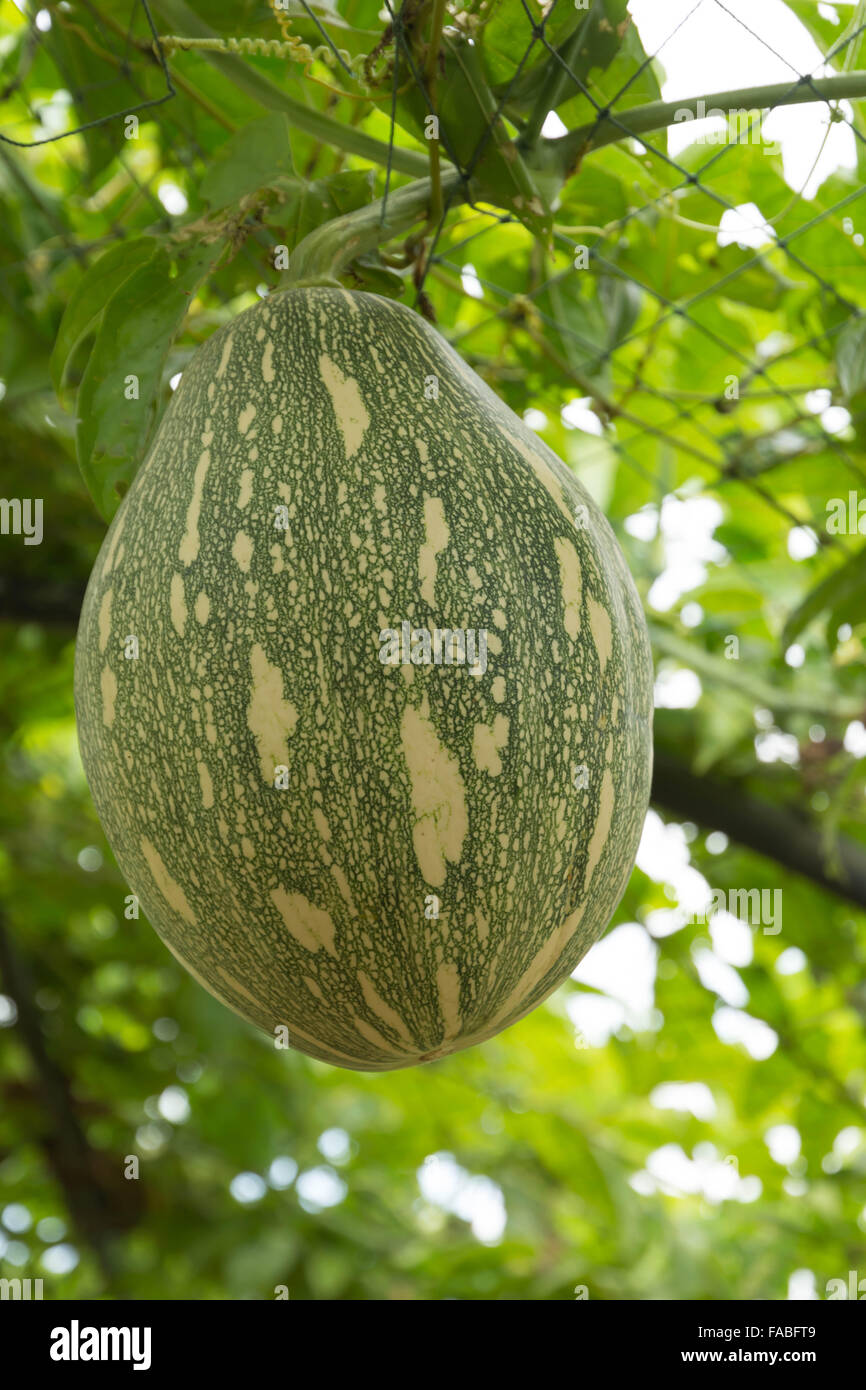 Marrow planted on the farm Stock Photo - Alamy
