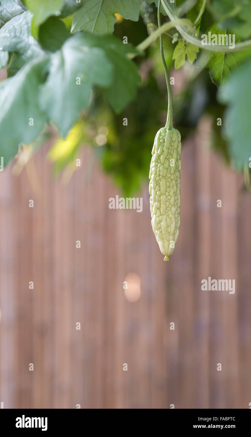 Japanese gourd hi-res stock photography and images - Alamy