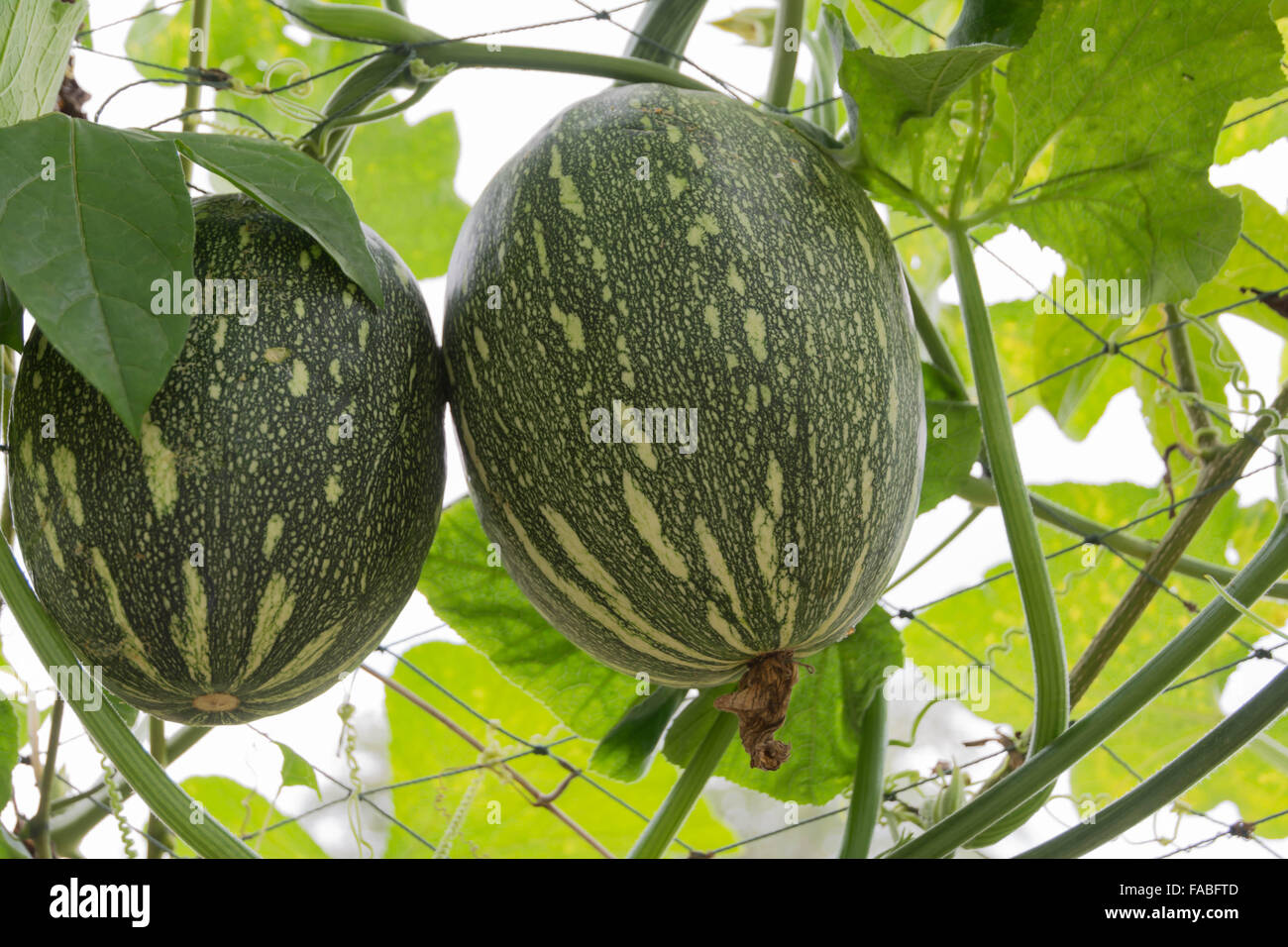Marrow planted on the farm Stock Photo - Alamy