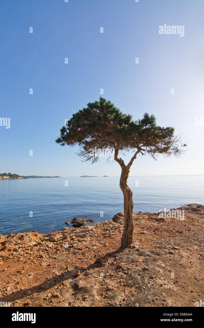 Ibiza pine tree ocean landscape in December in Ibiza, Balearic islands ...