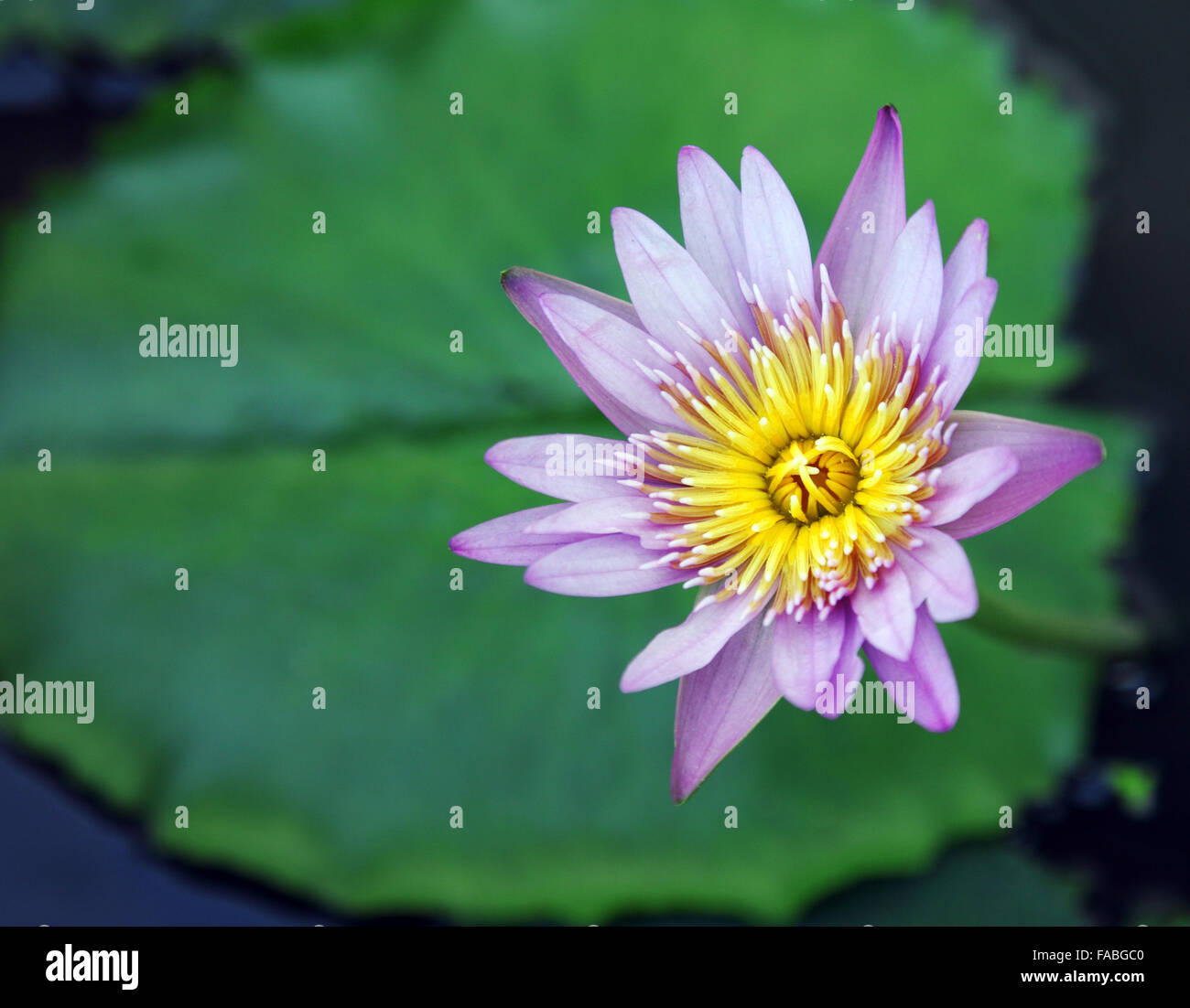 top view of the purple lotus flower Stock Photo - Alamy