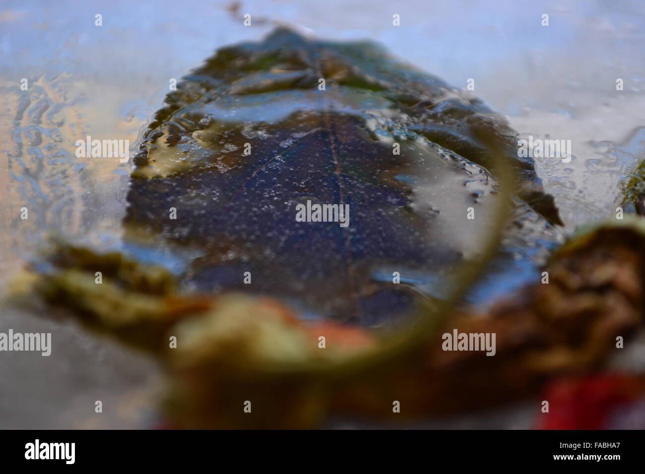 Frozen leaf peppers in ice Stock Photo - Alamy