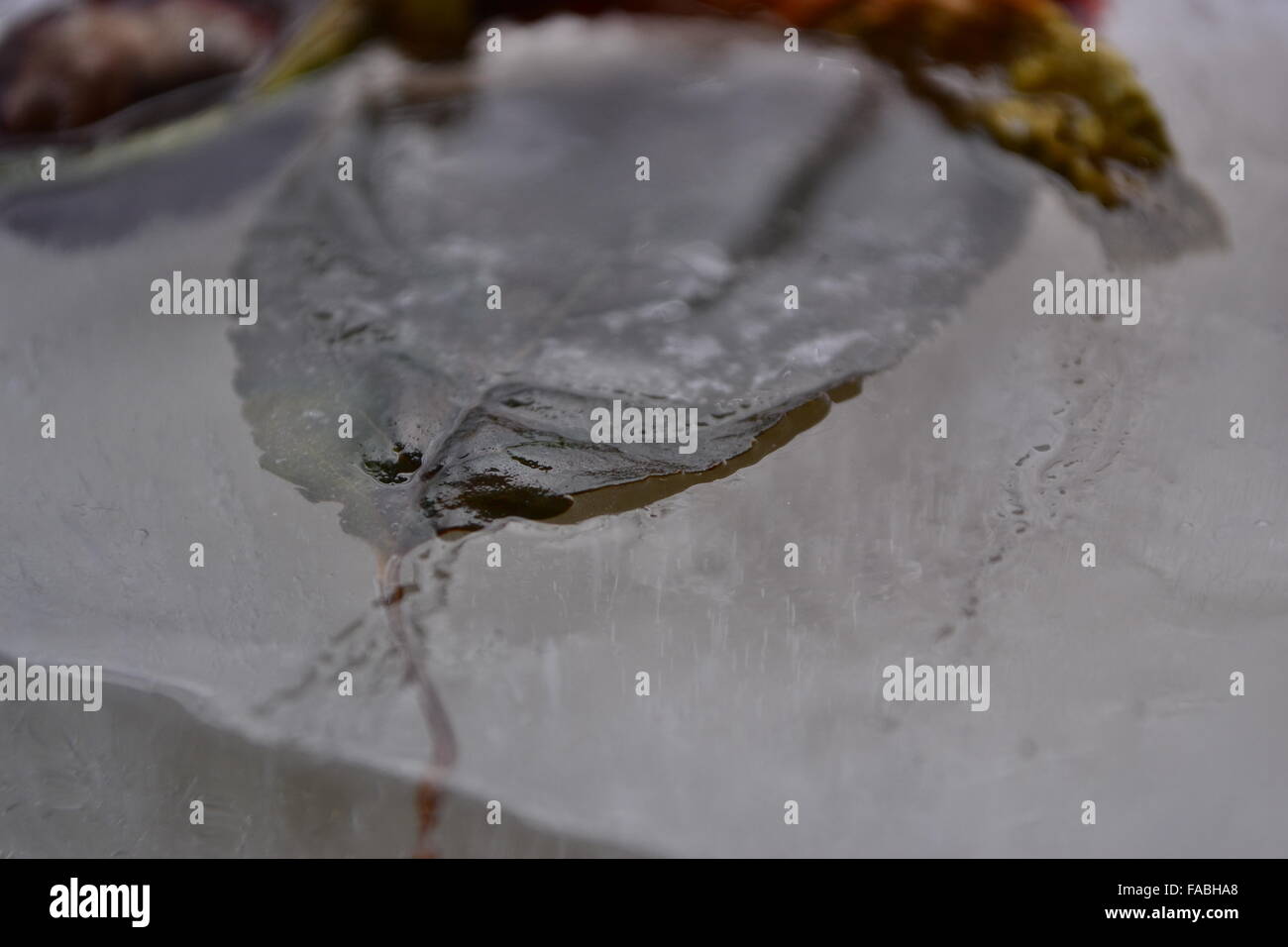 Frozen leaf peppers in ice Stock Photo - Alamy