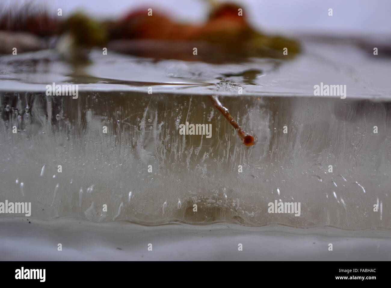 Frozen leaf in ice Stock Photo - Alamy