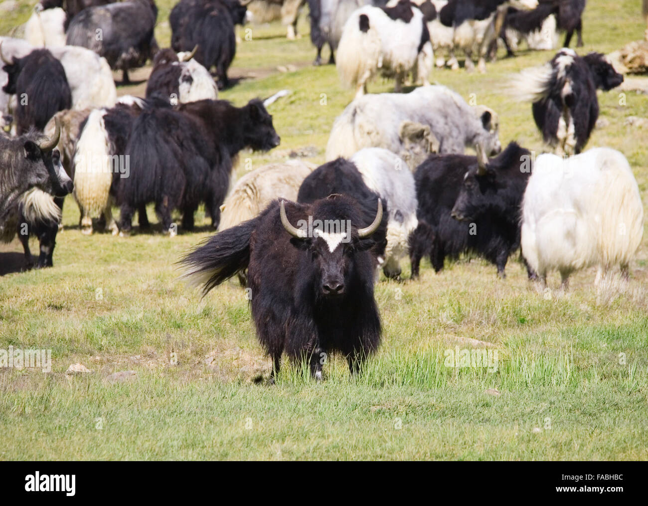 Altai wool hi-res stock photography and images - Alamy