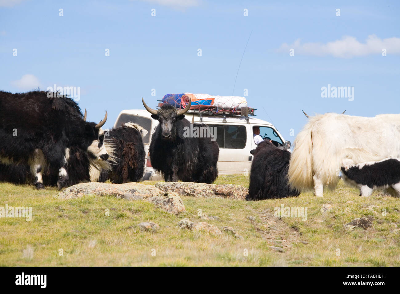 Animals yak young hi-res stock photography and images - Alamy