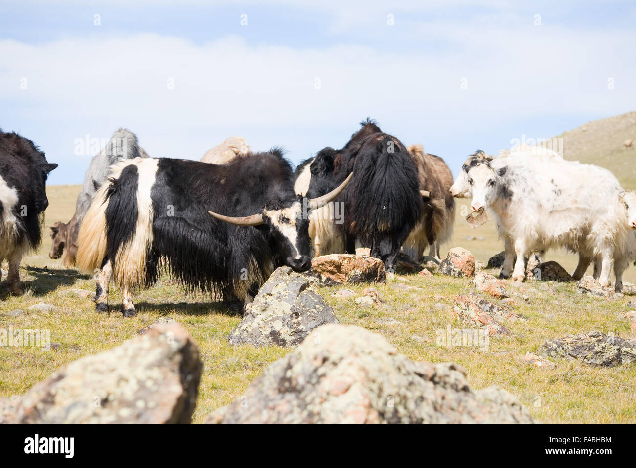 Alpine yak or as they are called - grunting ox Stock Photo - Alamy