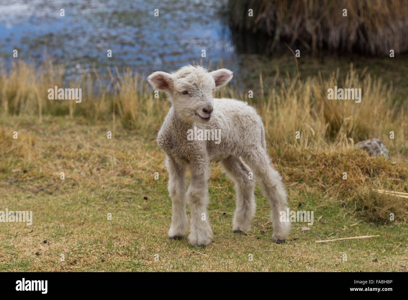 Photograph of a new born lamb standing Stock Photo - Alamy