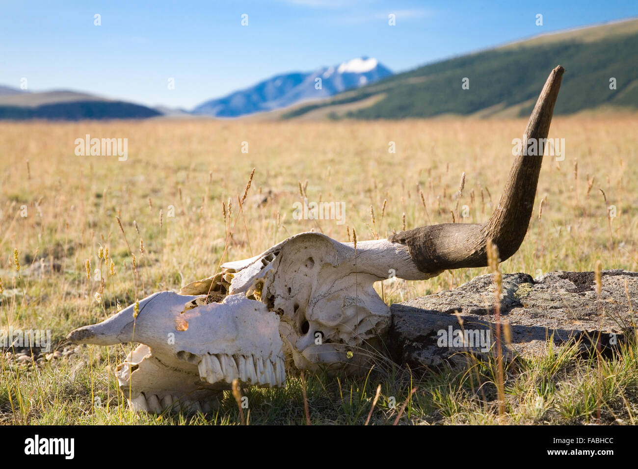 Big horns of a bull lying dead on the prairie Stock Photo - Alamy