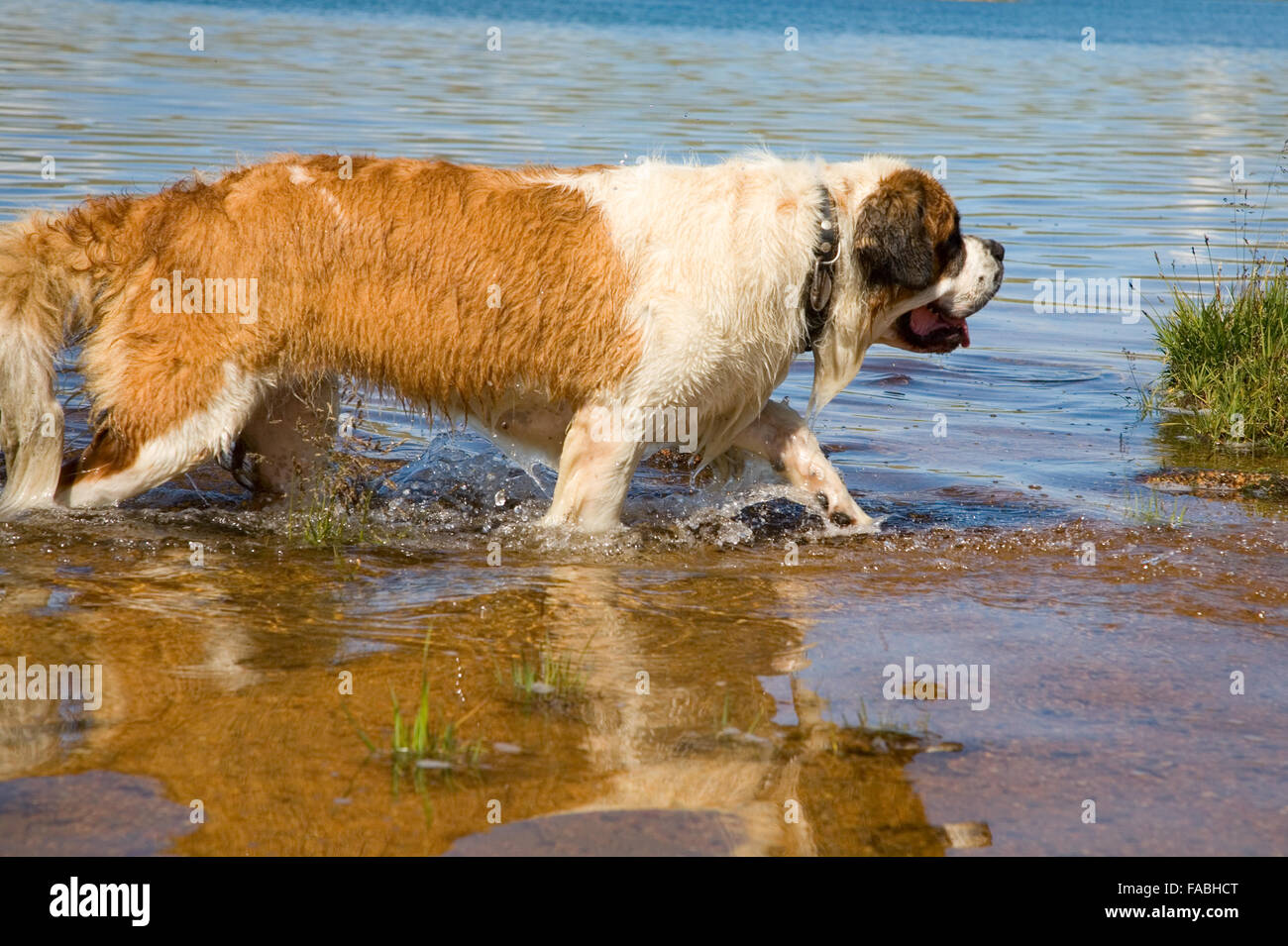 Saint bernards dog hi-res stock photography and images - Alamy