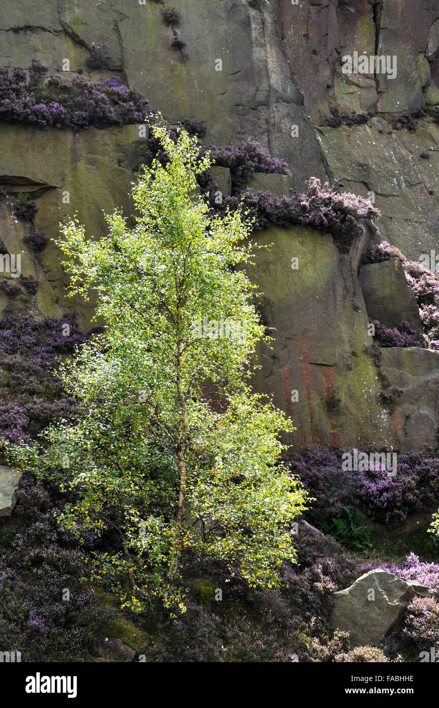 Silver birch tree summer hi-res stock photography and images - Alamy