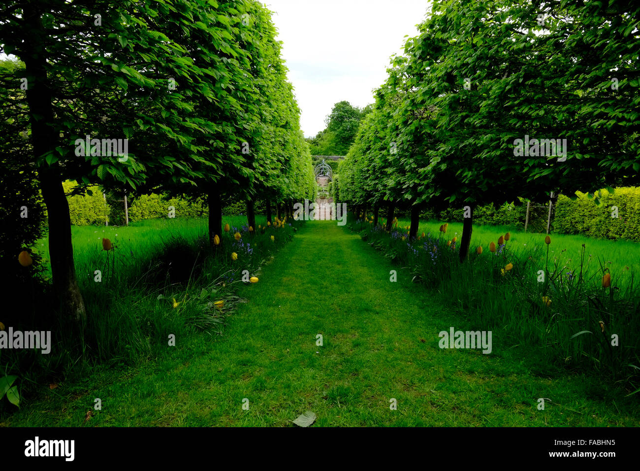 Avenue of Trees Fife Stock Photo - Alamy