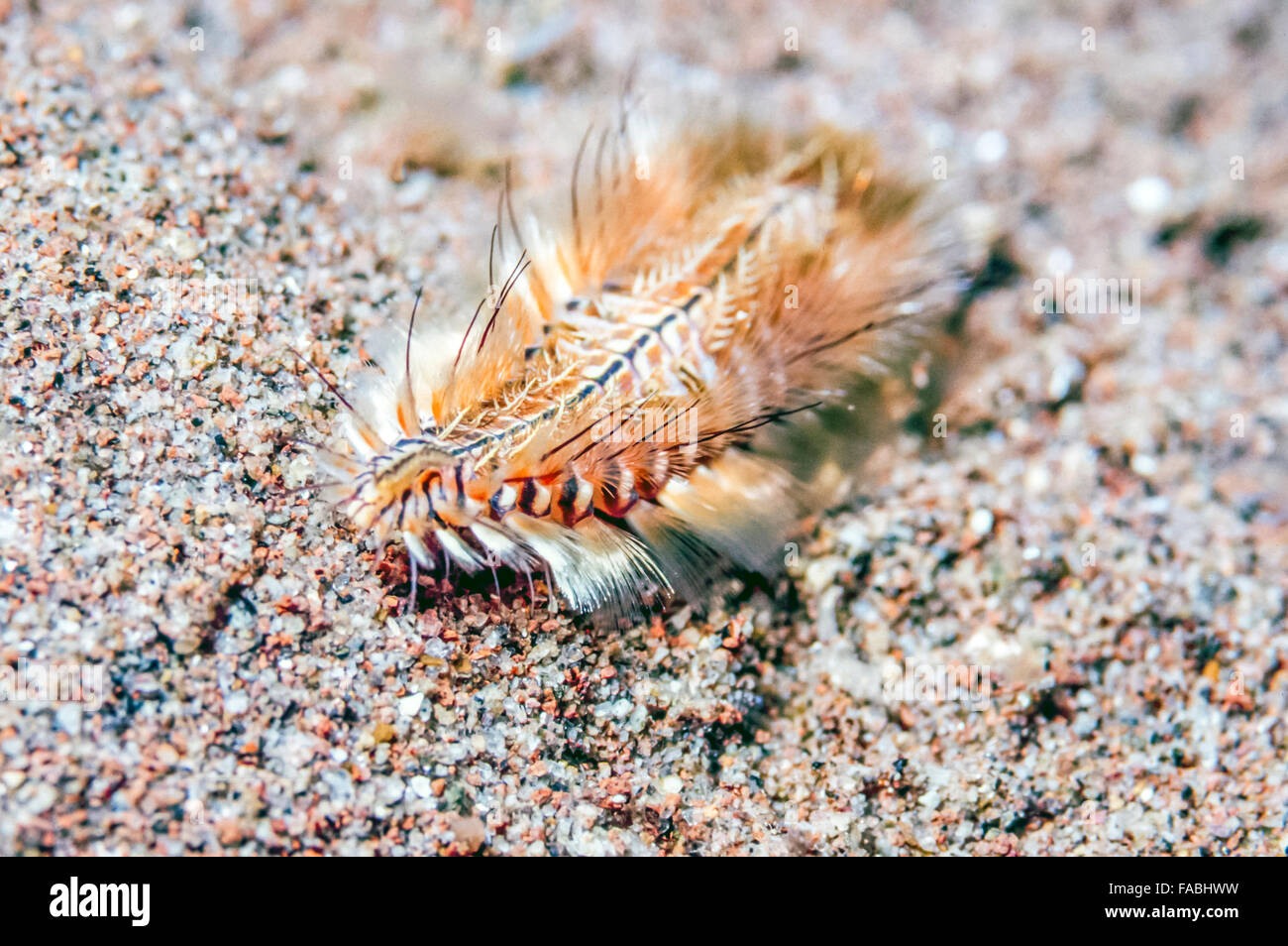 Polychaeta hi-res stock photography and images - Alamy